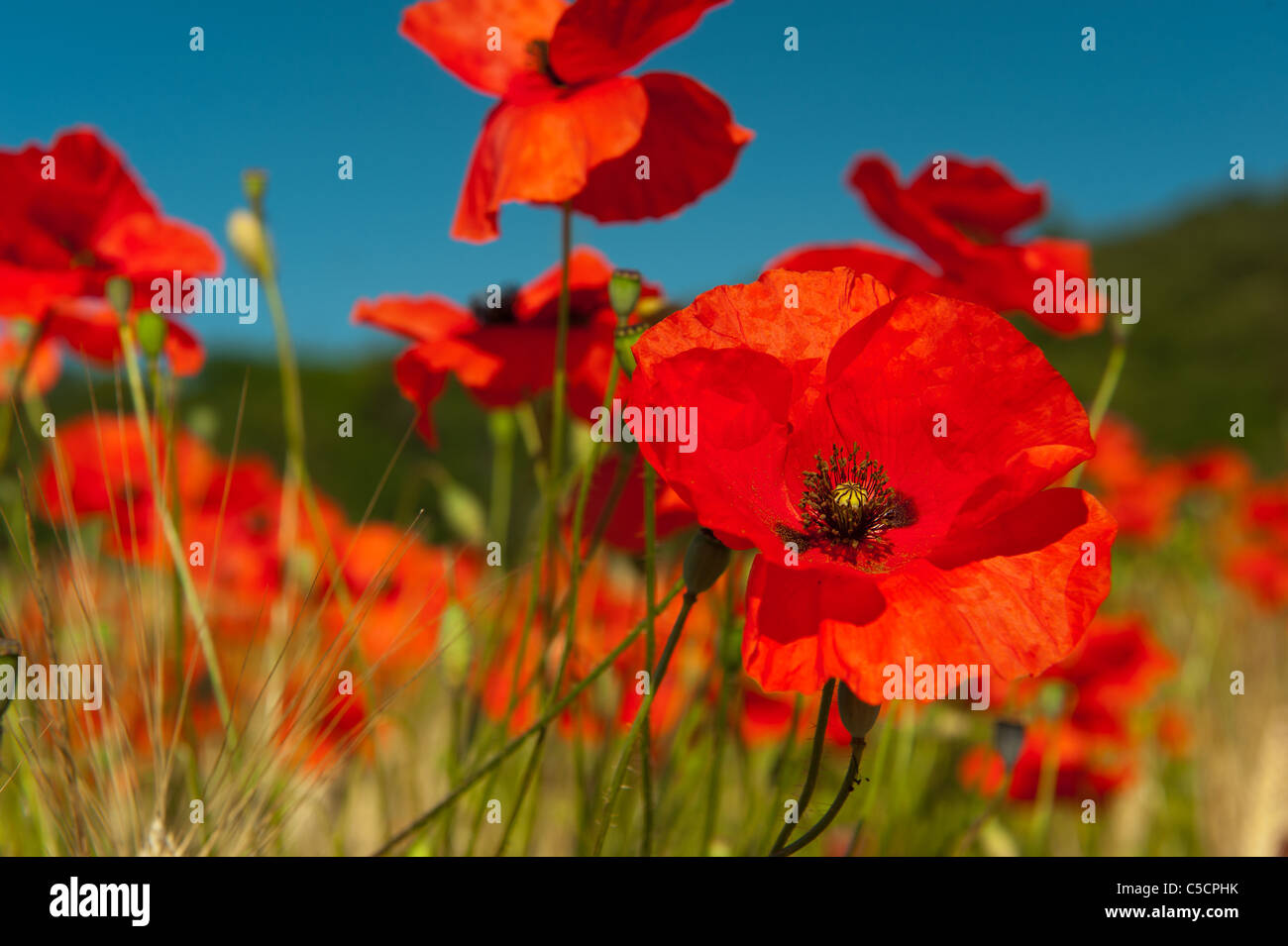 Poppies Fields France High Resolution Stock Photography and Images - Alamy