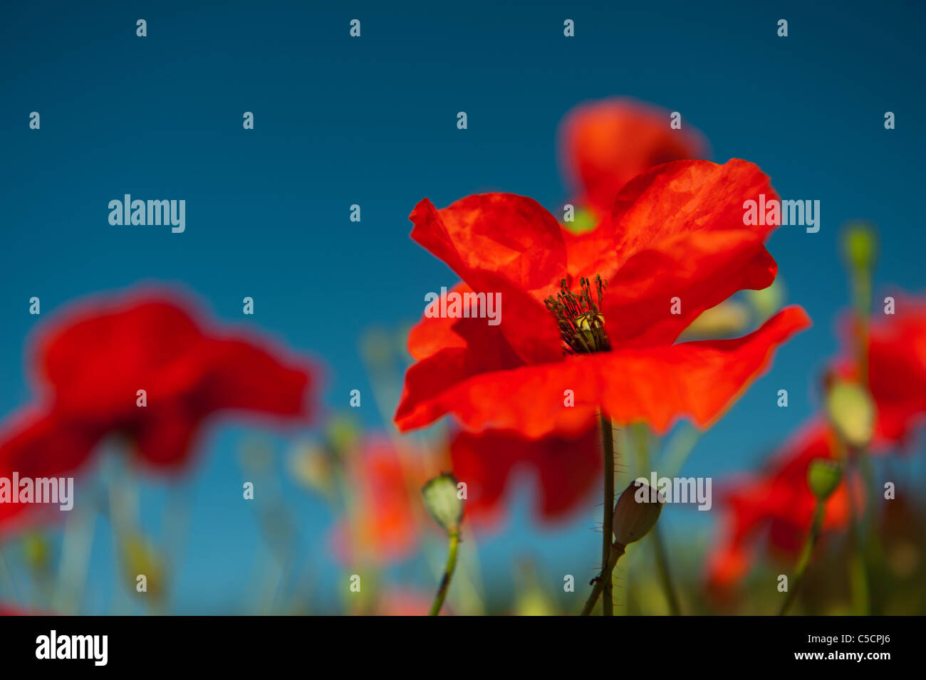 Poppies in the French fields Stock Photo - Alamy