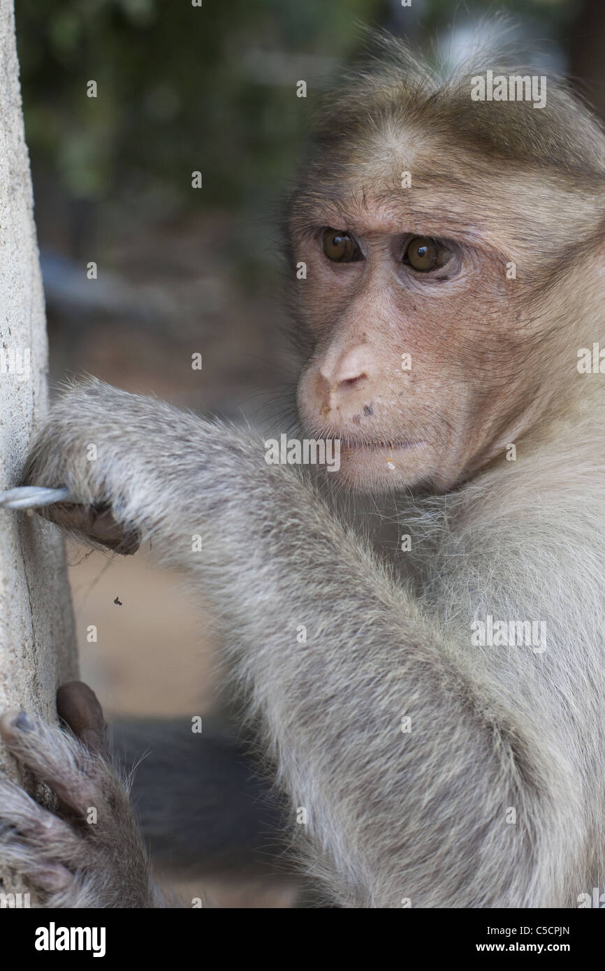 Bonnet Macaque monkey Stock Photo - Alamy