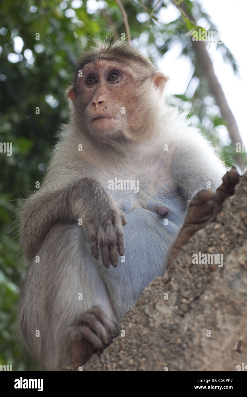 Short tailed monkey hi-res stock photography and images - Alamy