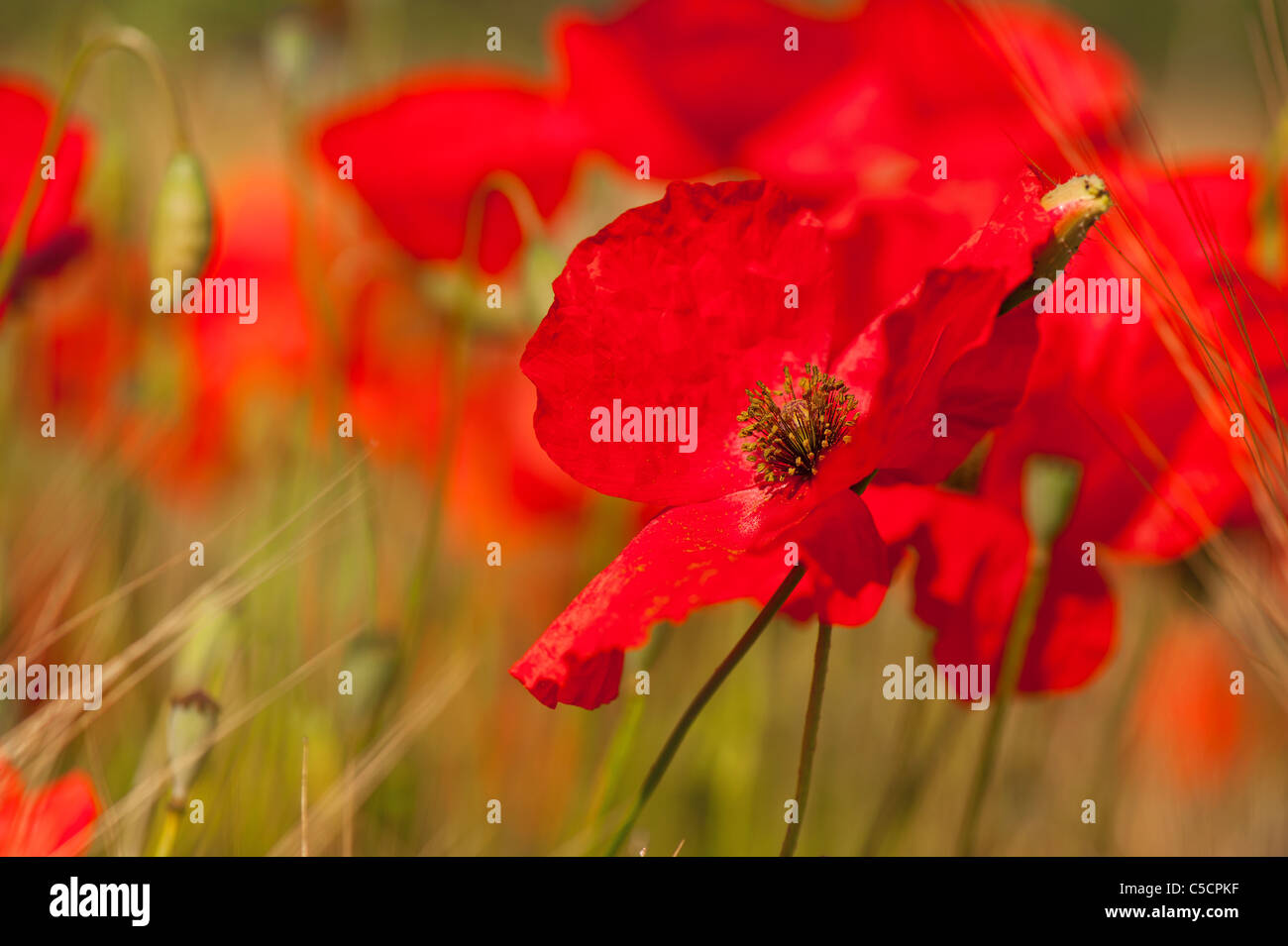 Poppies in the French fields Stock Photo - Alamy
