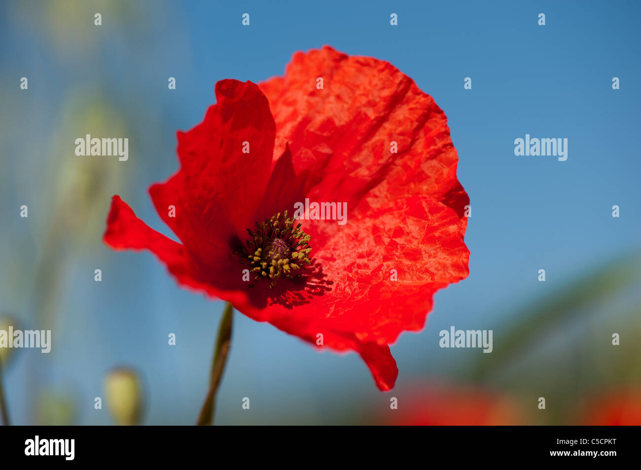Blue Poppies France High Resolution Stock Photography and Images - Alamy