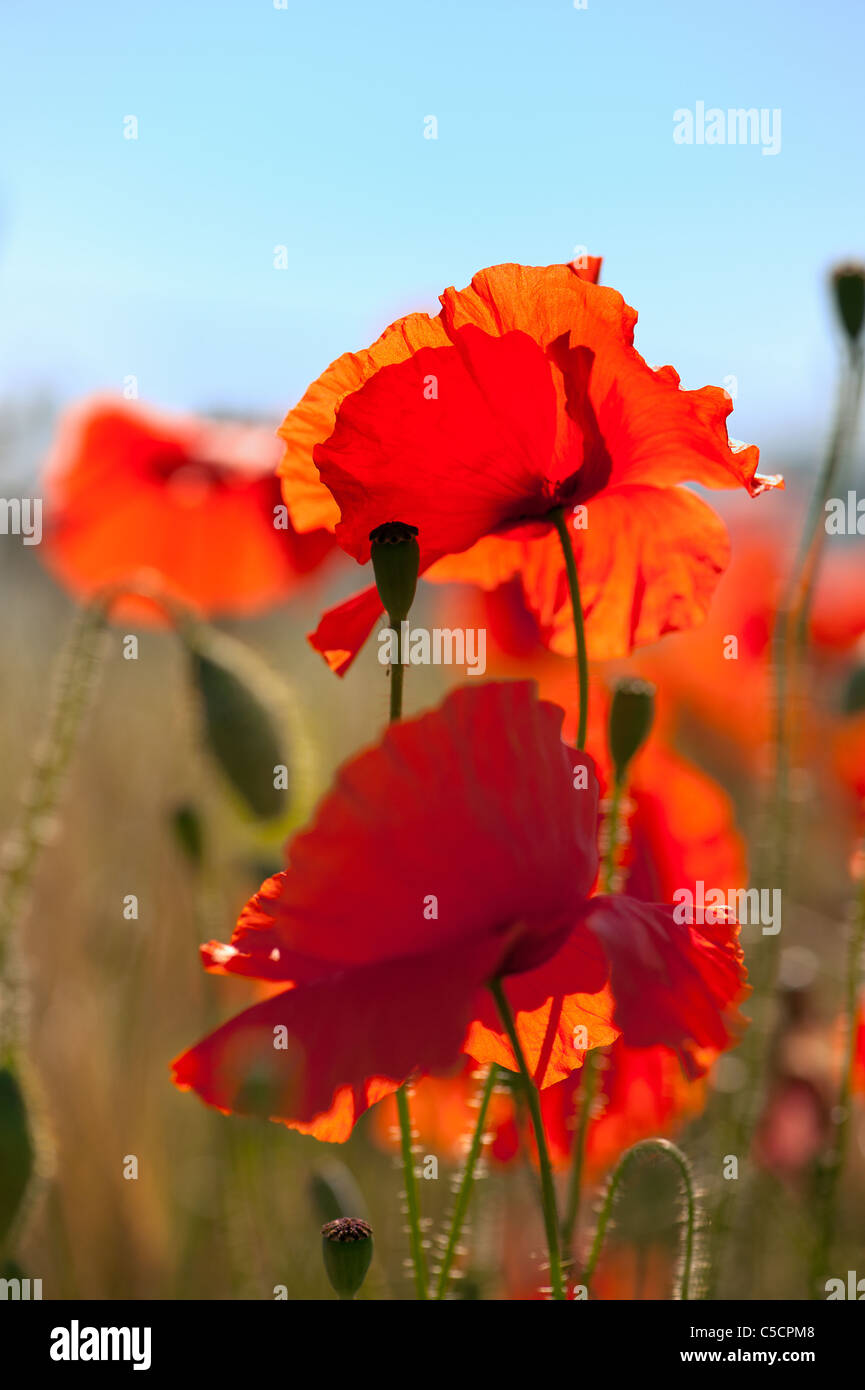 Poppies in the French fields Stock Photo - Alamy