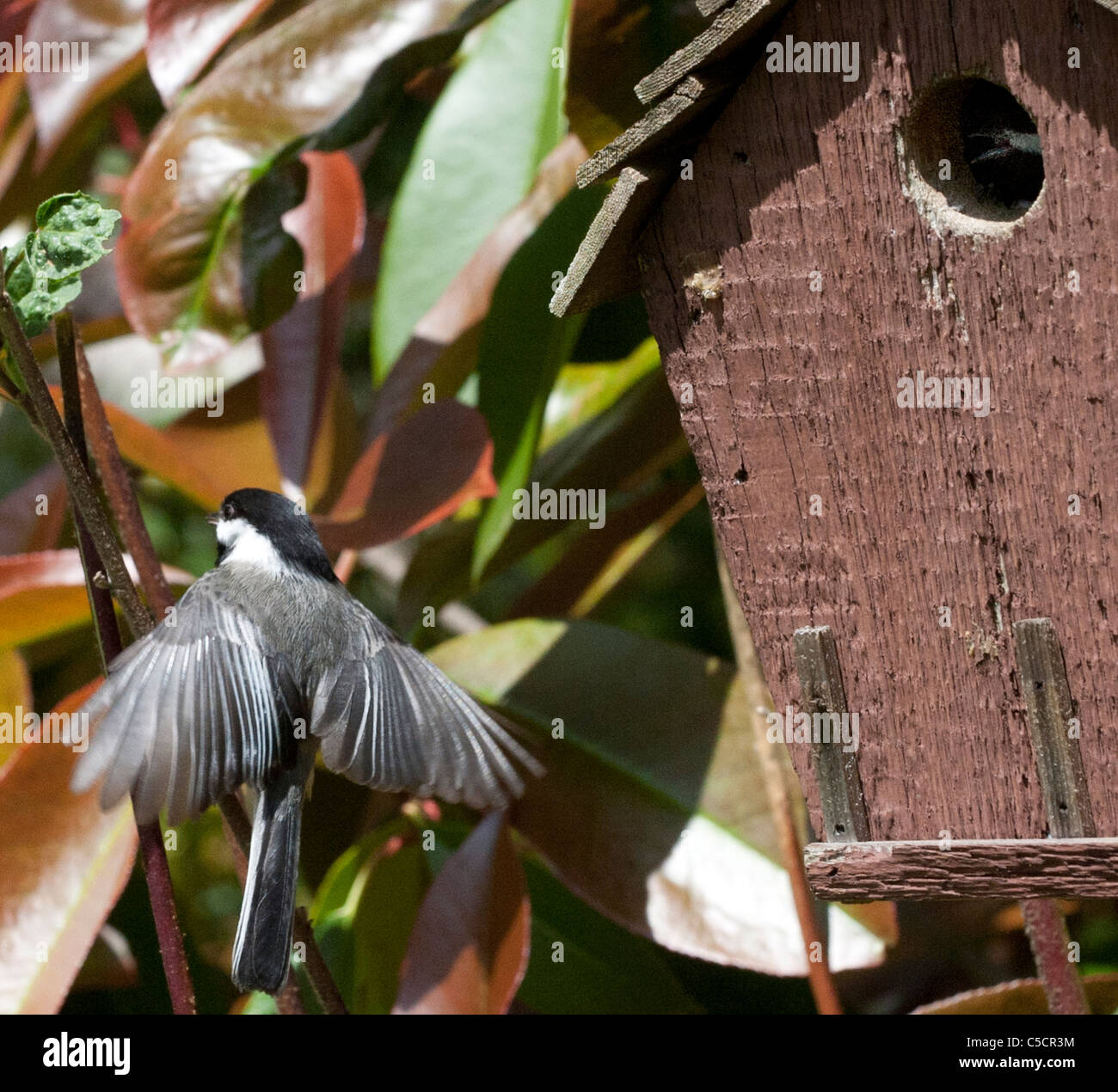 Blackcap Chickadee in flight by traditional red birdhouse, sharp, color ...