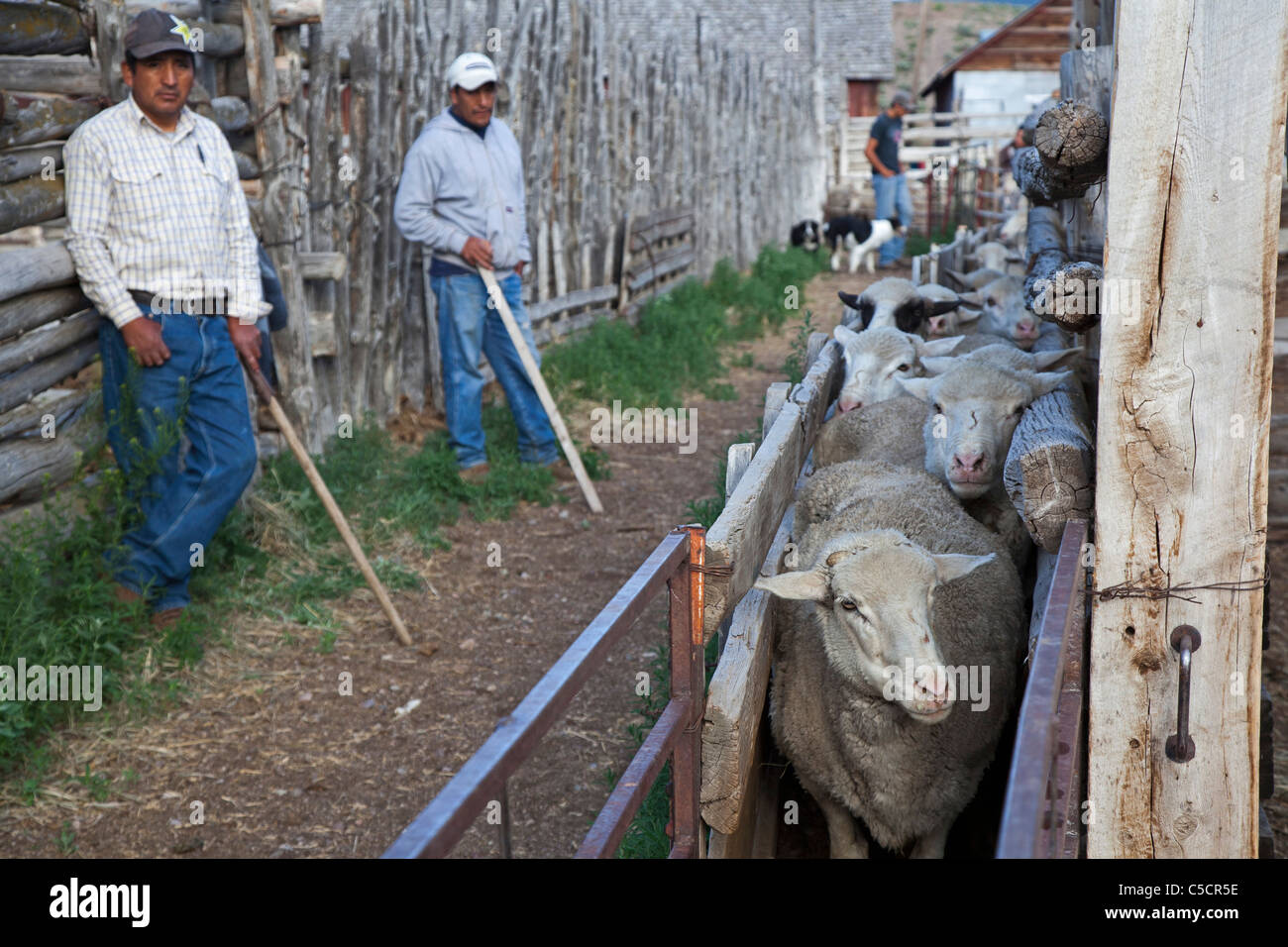 Nevada Sheep Ranch Stock Photo - Alamy