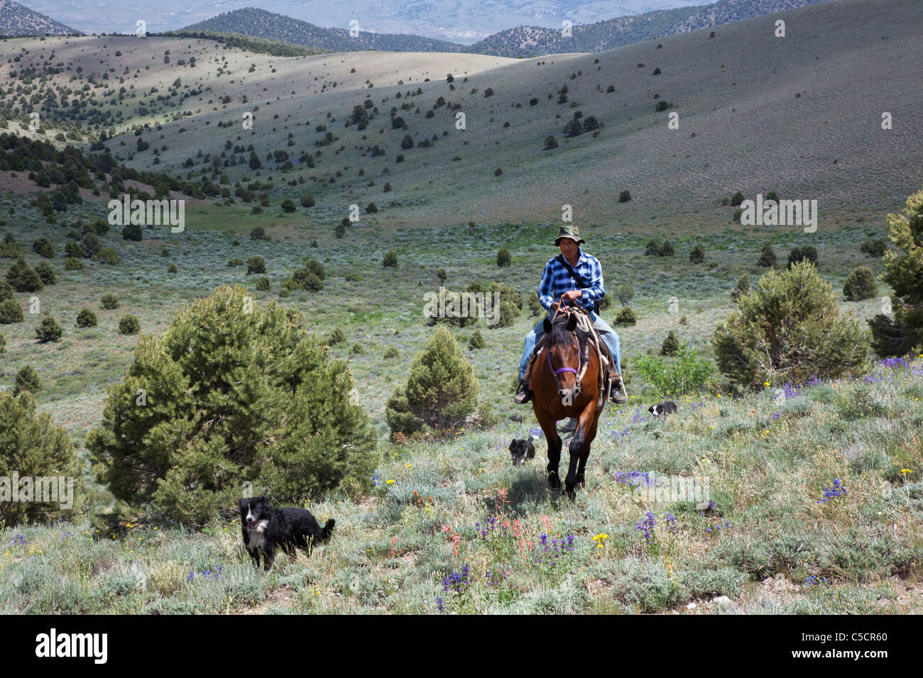 Nevada Sheep Ranch Stock Photo - Alamy