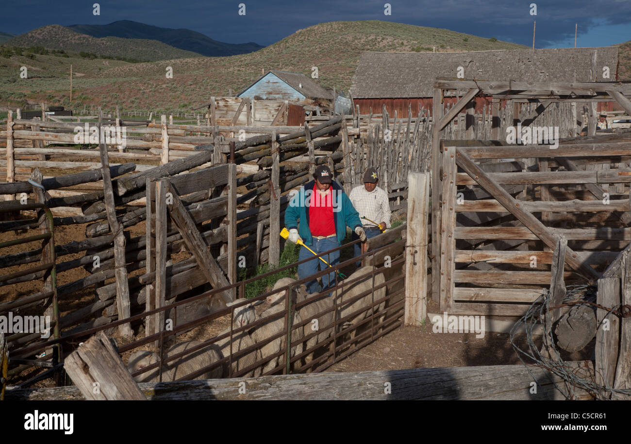 Nevada Sheep Ranch Stock Photo - Alamy