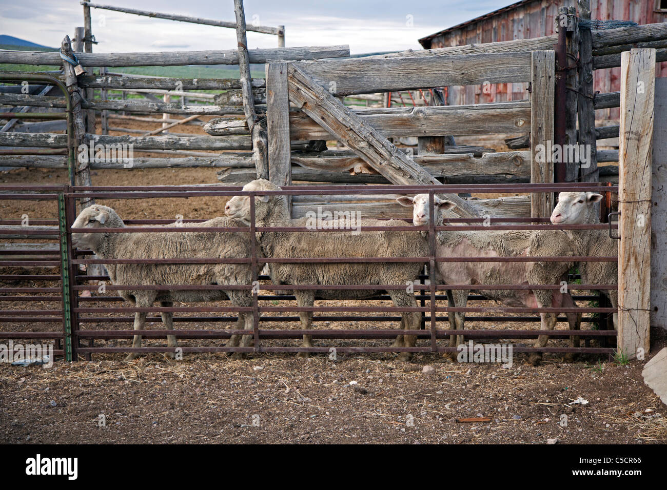 Nevada Sheep Ranch Stock Photo - Alamy