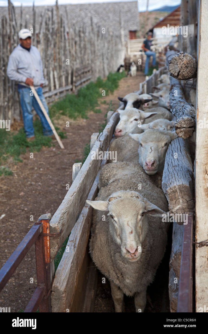 Nevada Sheep Ranch Stock Photo - Alamy