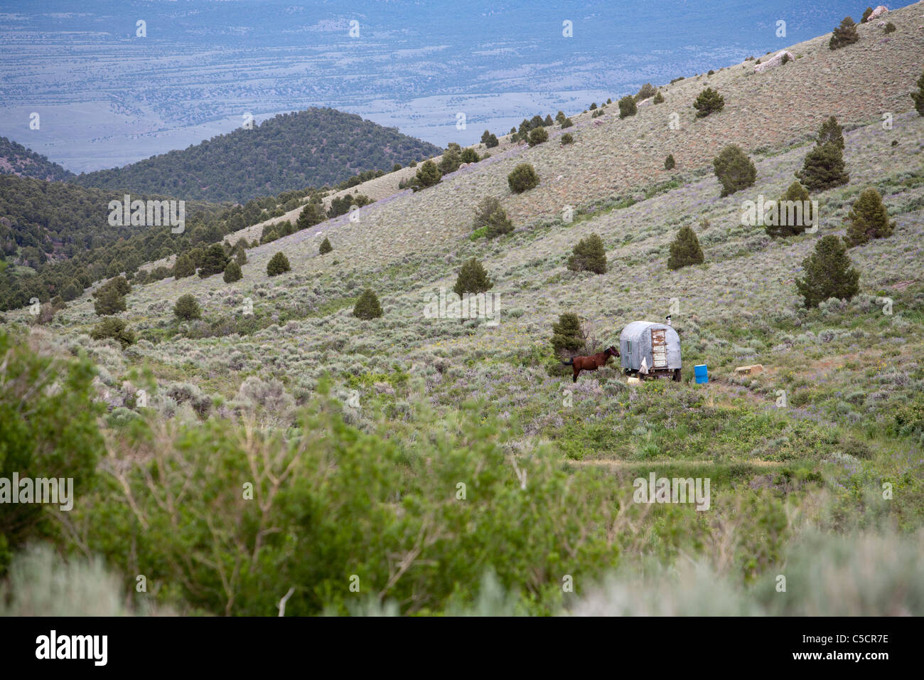 Nevada Sheep Ranch Stock Photo - Alamy