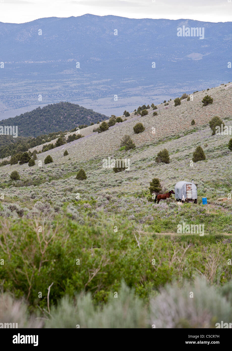 Sheep ranching hi-res stock photography and images - Alamy