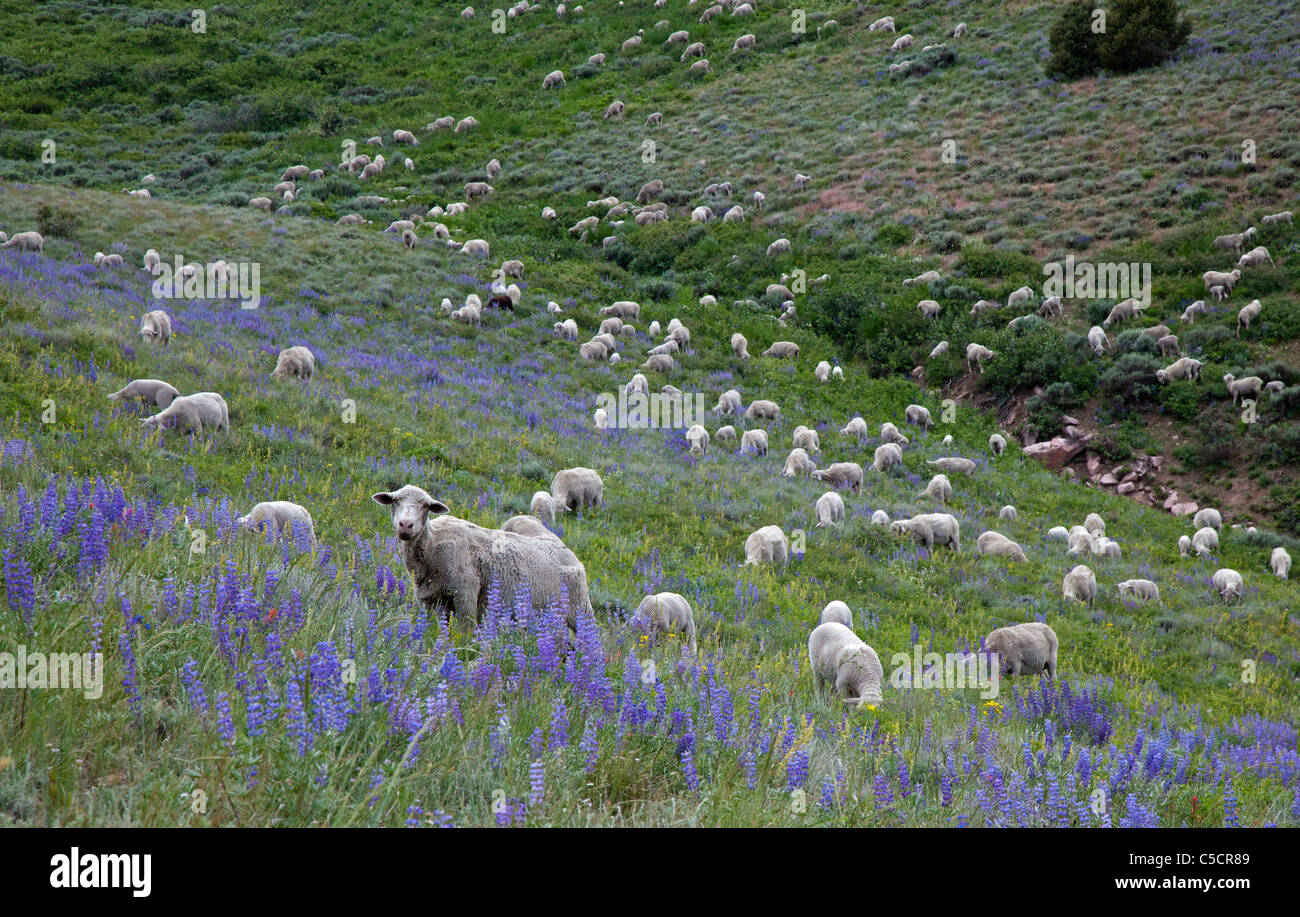 Nevada Sheep Ranch Stock Photo - Alamy