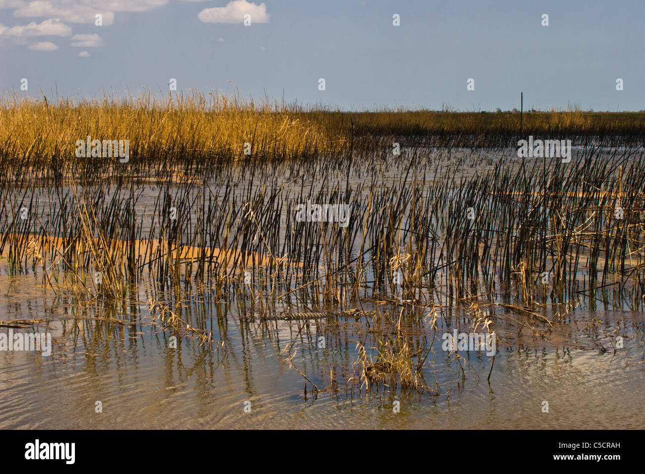 Shoveler's Pond in Anahuac National Wildlife Refuge Stock Photo - Alamy