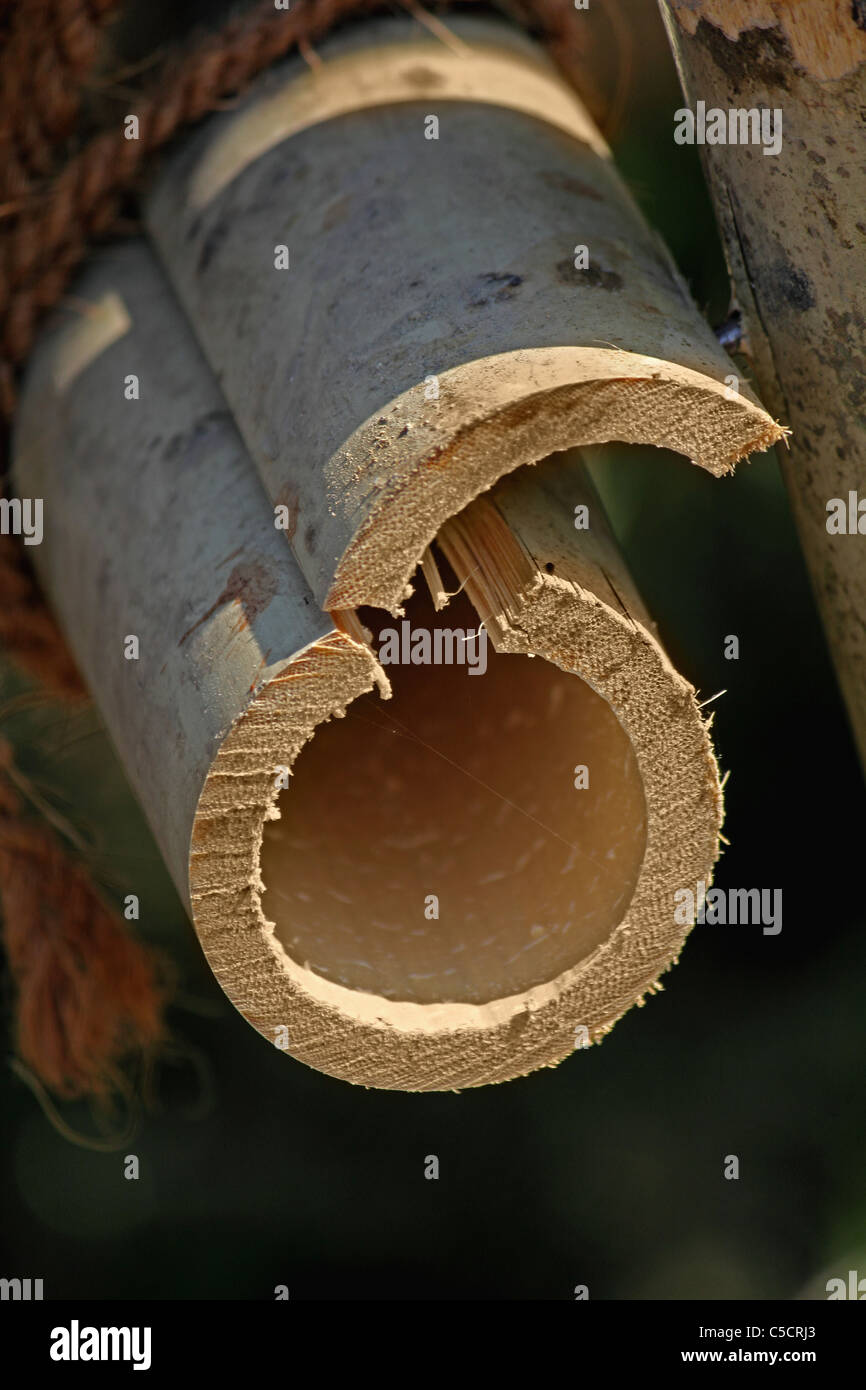Bamboo Section, Half Cut, India Stock Photo - Alamy