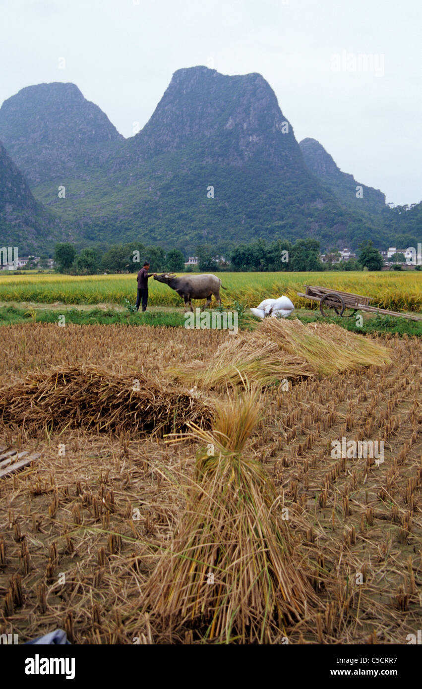 farmer leads water buffalo in rice fields in Guilin China Stock Photo ...