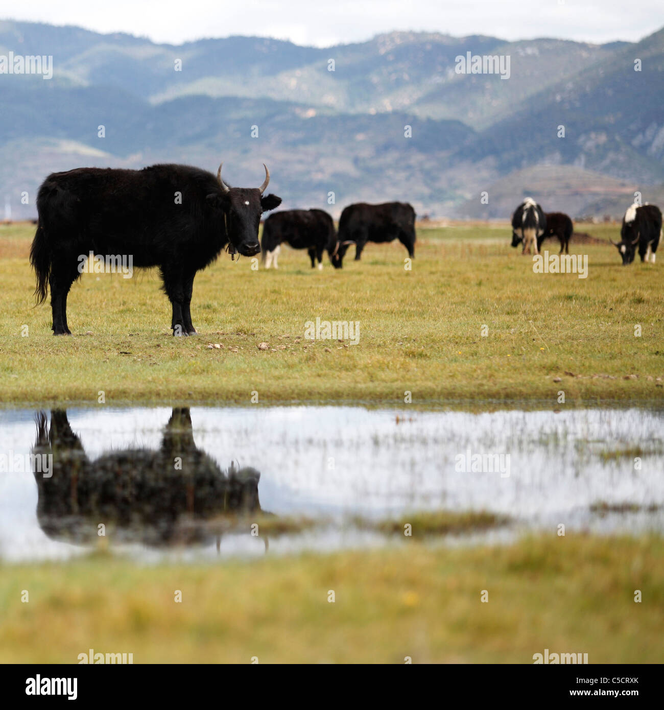 Shangri la china yak hi-res stock photography and images - Alamy