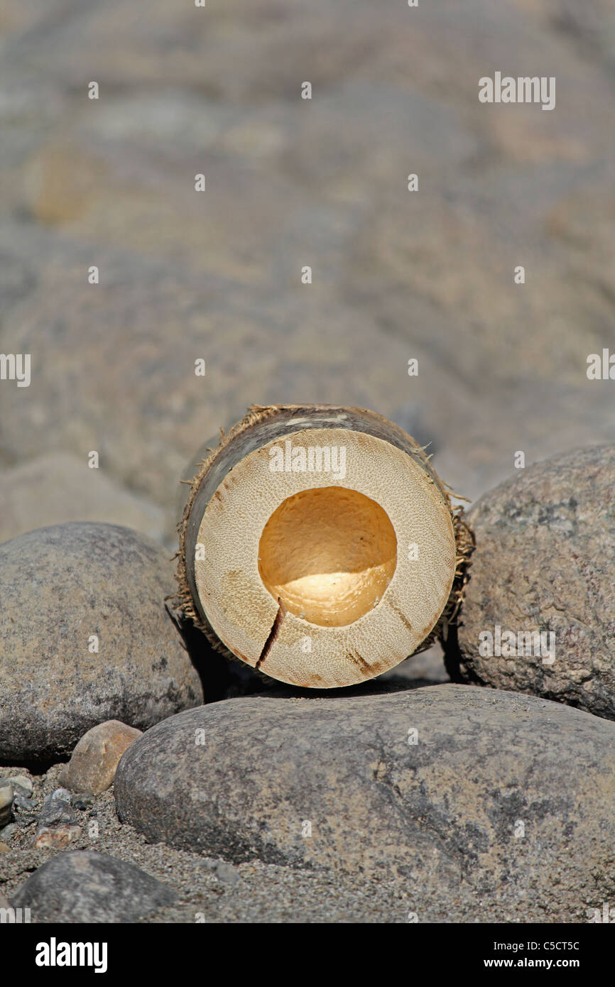 Bamboes hi-res stock photography and images - Alamy