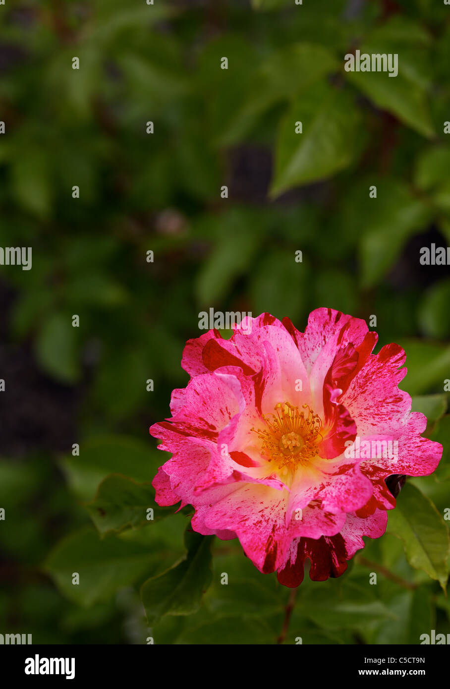 Red and pink speckled Rose with yellow center with soft focus dark ...