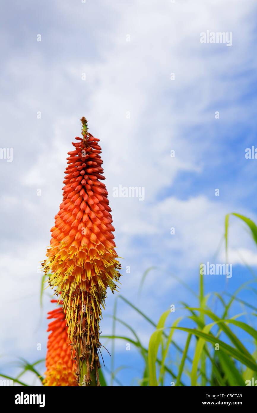African poker lily hi-res stock photography and images - Alamy