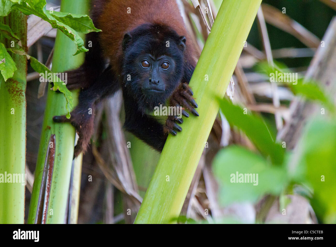 Red Howler monkey, Lake Sandoval, Tambopata National Park, Peru Stock ...