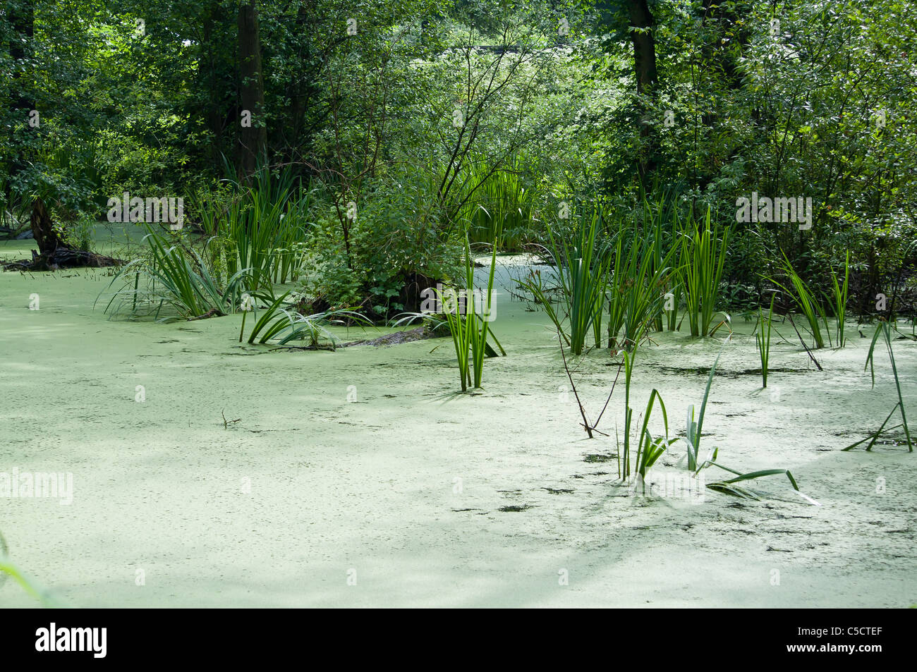 swamp in the forest Stock Photo - Alamy