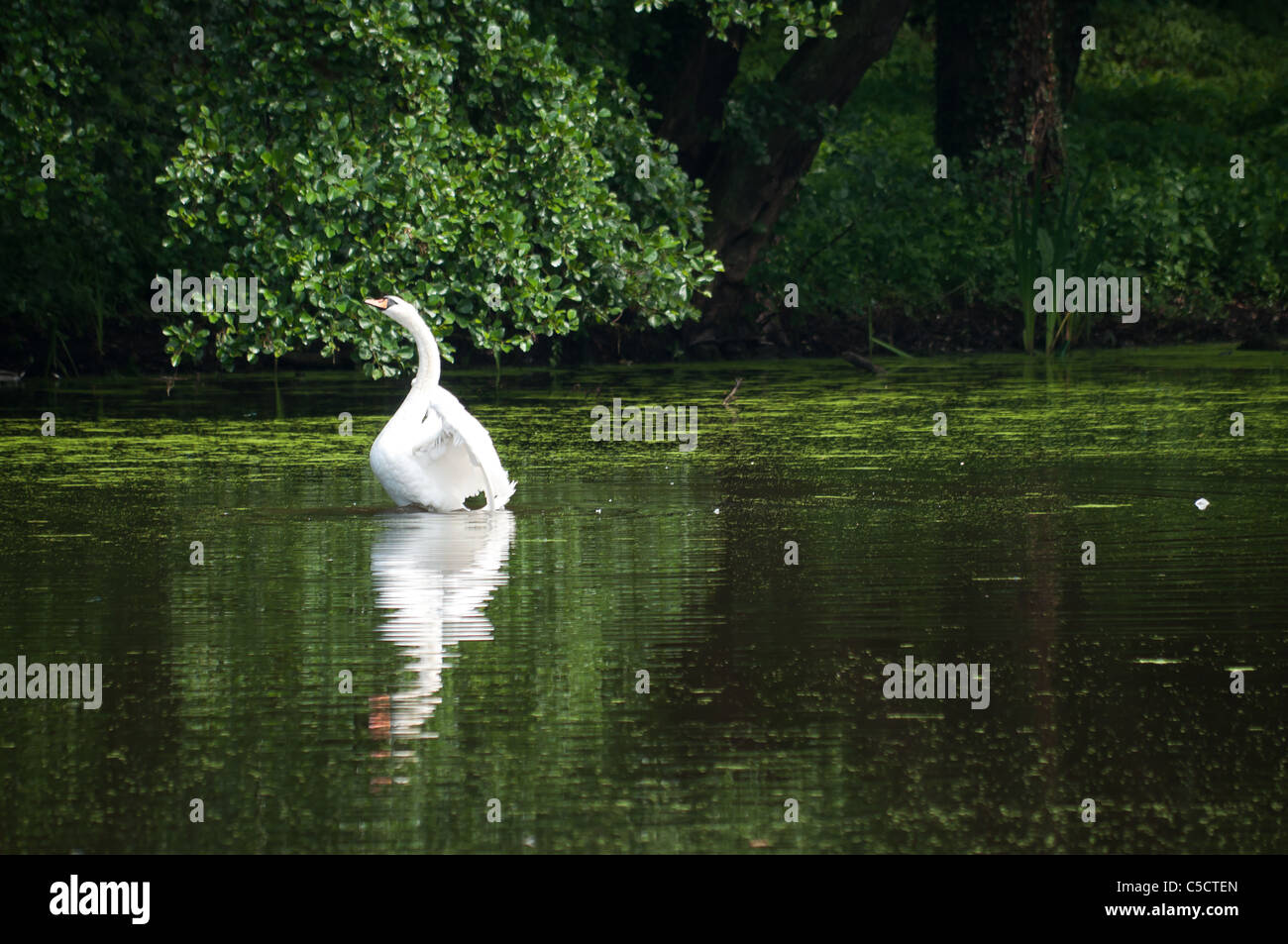swan sailing on the lake in a forest Stock Photo - Alamy