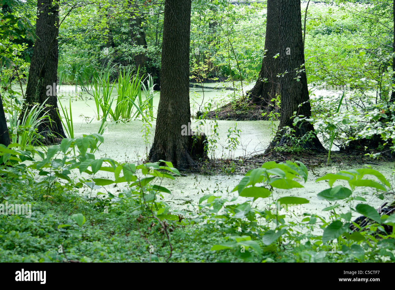 swamp in the forest Stock Photo - Alamy