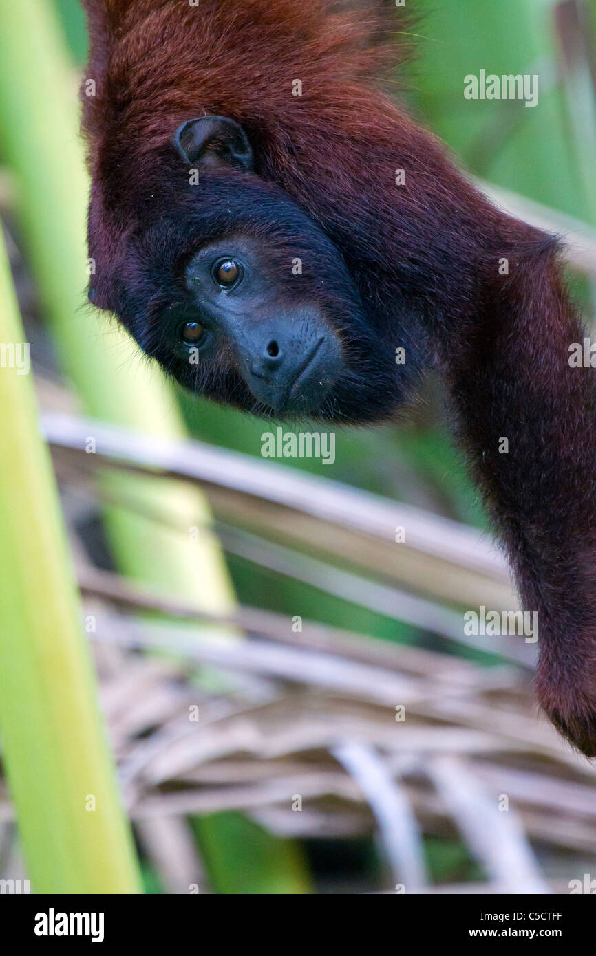 Red Howler monkey, Lake Sandoval, Tambopata National Park, Peru Stock ...