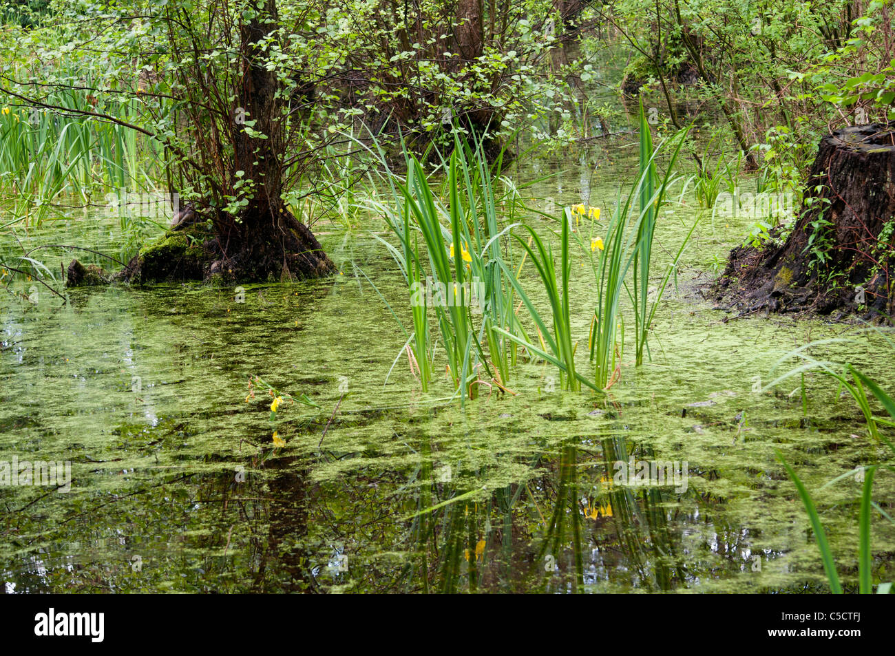 swamp in the forest Stock Photo - Alamy