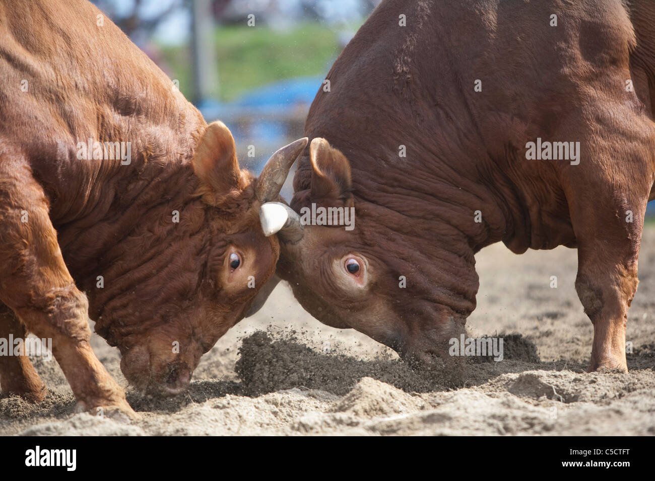 Korean cow hi-res stock photography and images - Alamy