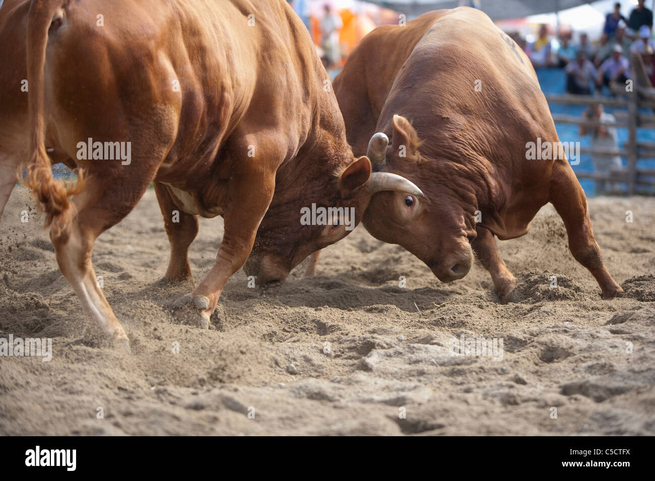 Korean cow hi-res stock photography and images - Alamy