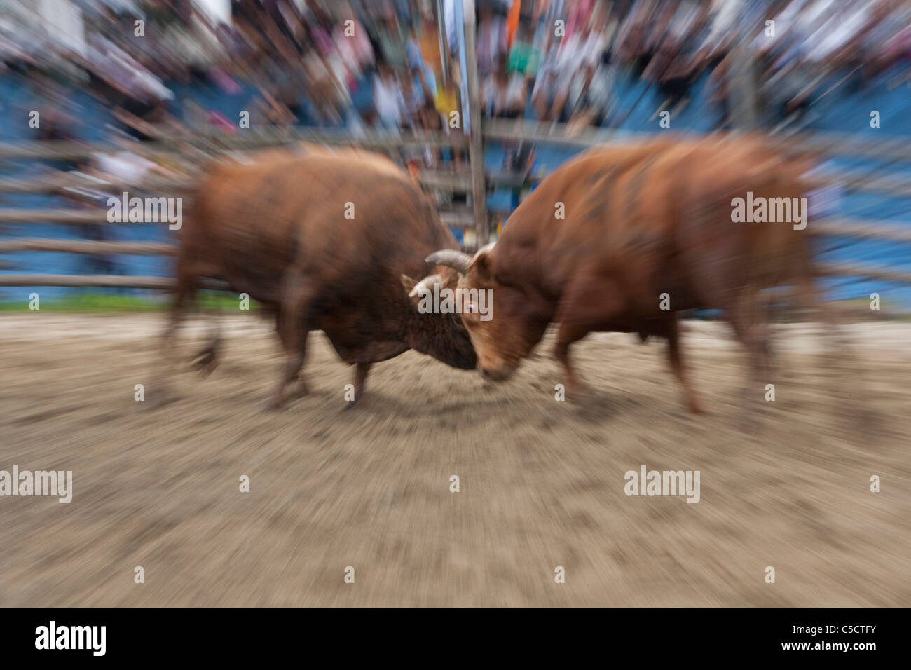 Korean cattle hi-res stock photography and images - Alamy