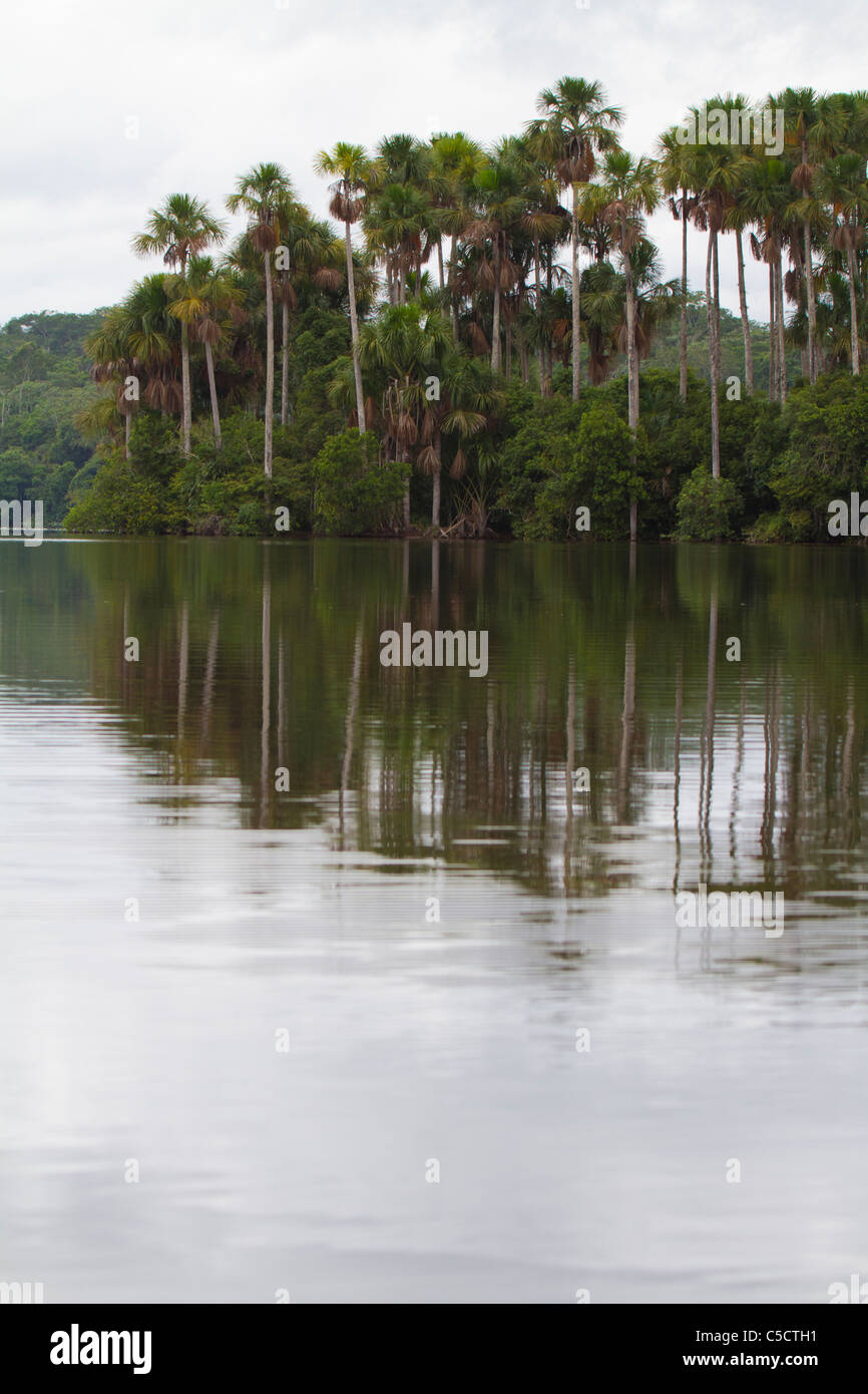 Lake Sandoval, Tambopata National Park, Peru Stock Photo - Alamy