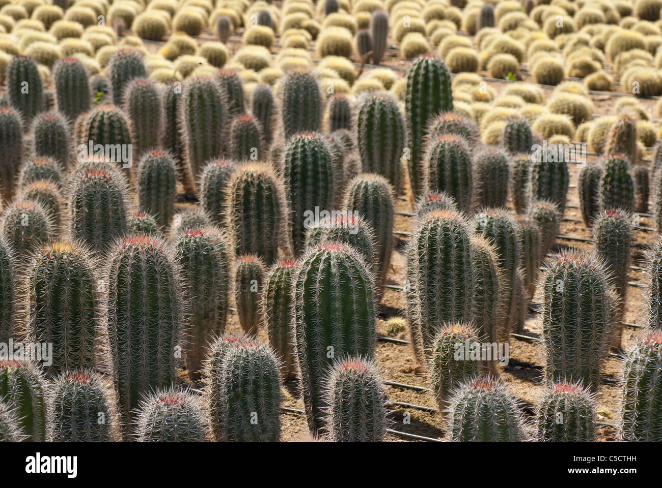 Industrial cactus farming, cardon and barrel cacti Stock Photo - Alamy