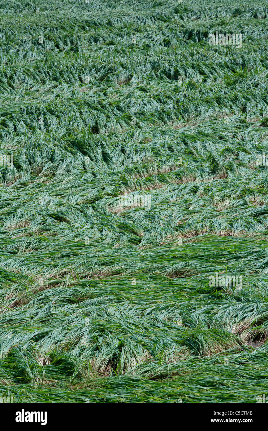 rice paddy fallen Stock Photo - Alamy