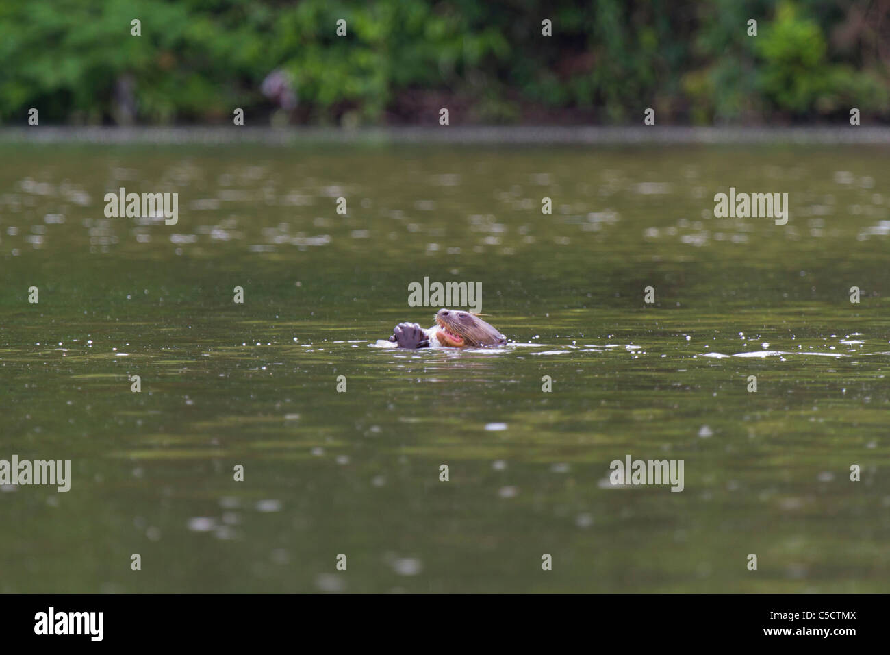Giant River Otter with a meal of fish, Lake Sandoval, Tambopata ...