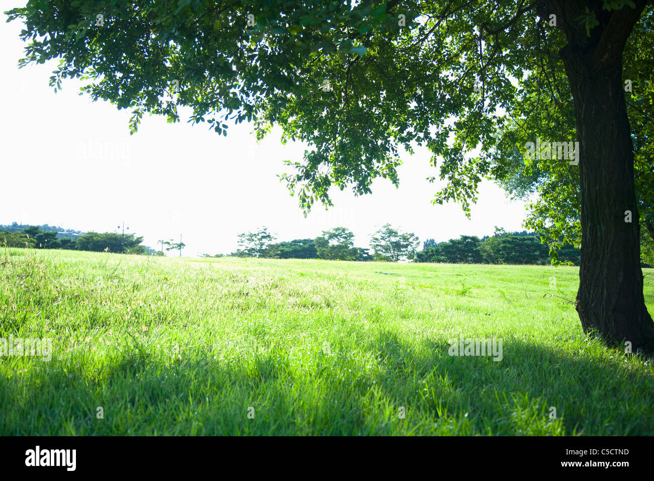 big tree on the green field Stock Photo - Alamy