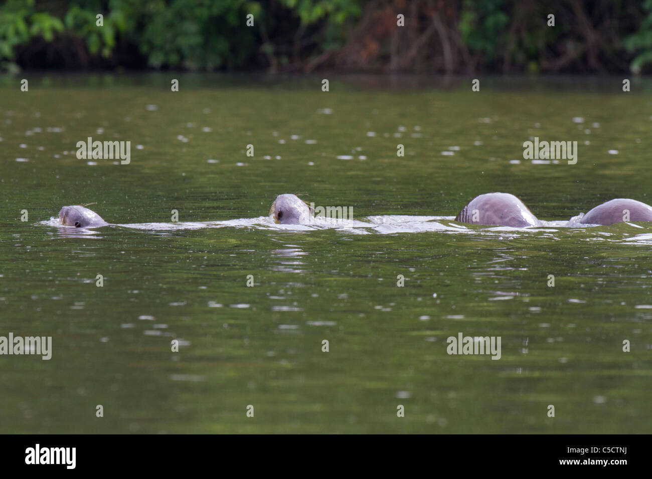 Peru amazonica amazon basin hi-res stock photography and images - Alamy