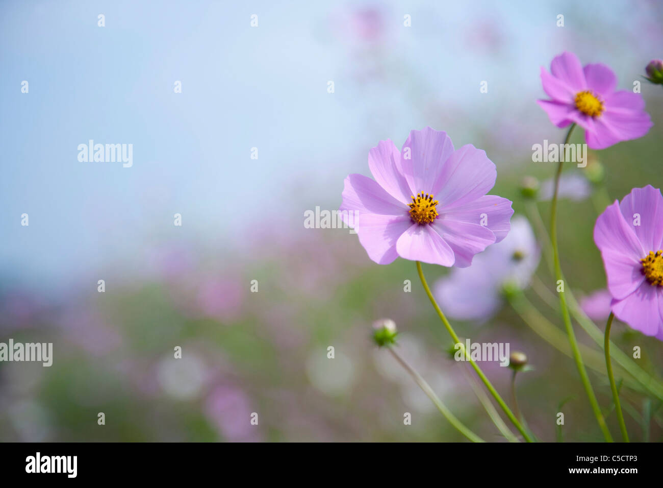 Cosmos flow hi-res stock photography and images - Alamy