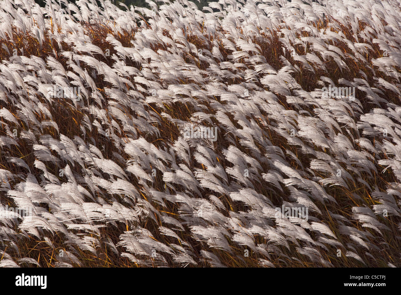 reeds shook by blowing wind Stock Photo - Alamy