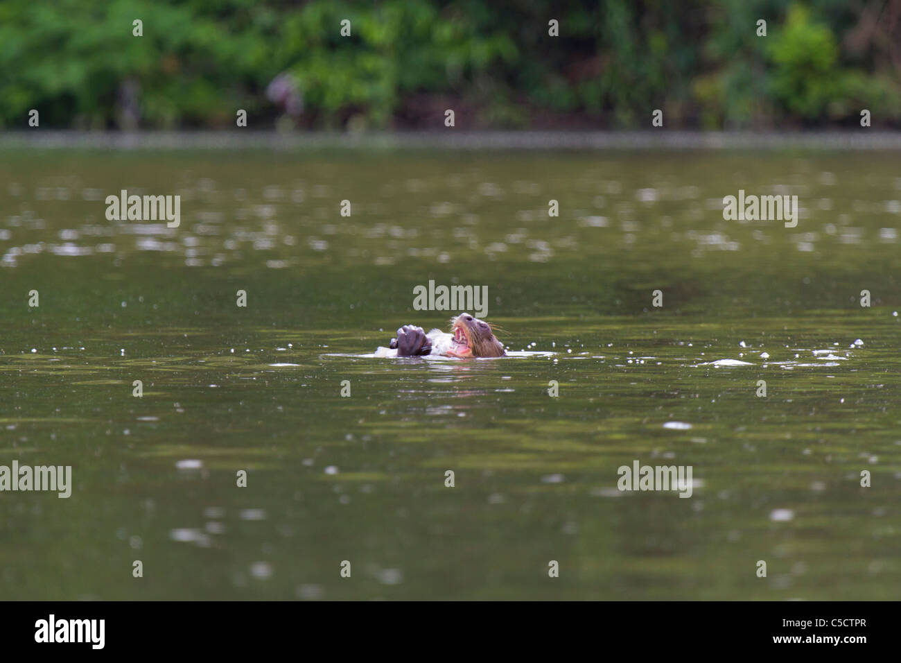 Giant River Otter with a meal of fish, Lake Sandoval, Tambopata ...