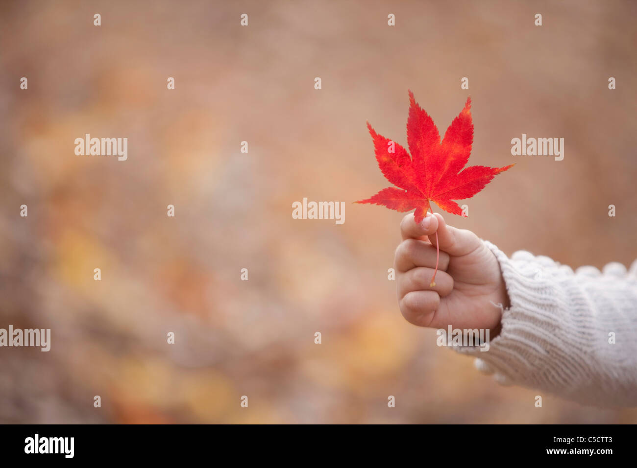 girl grab a fallen leaves Stock Photo - Alamy