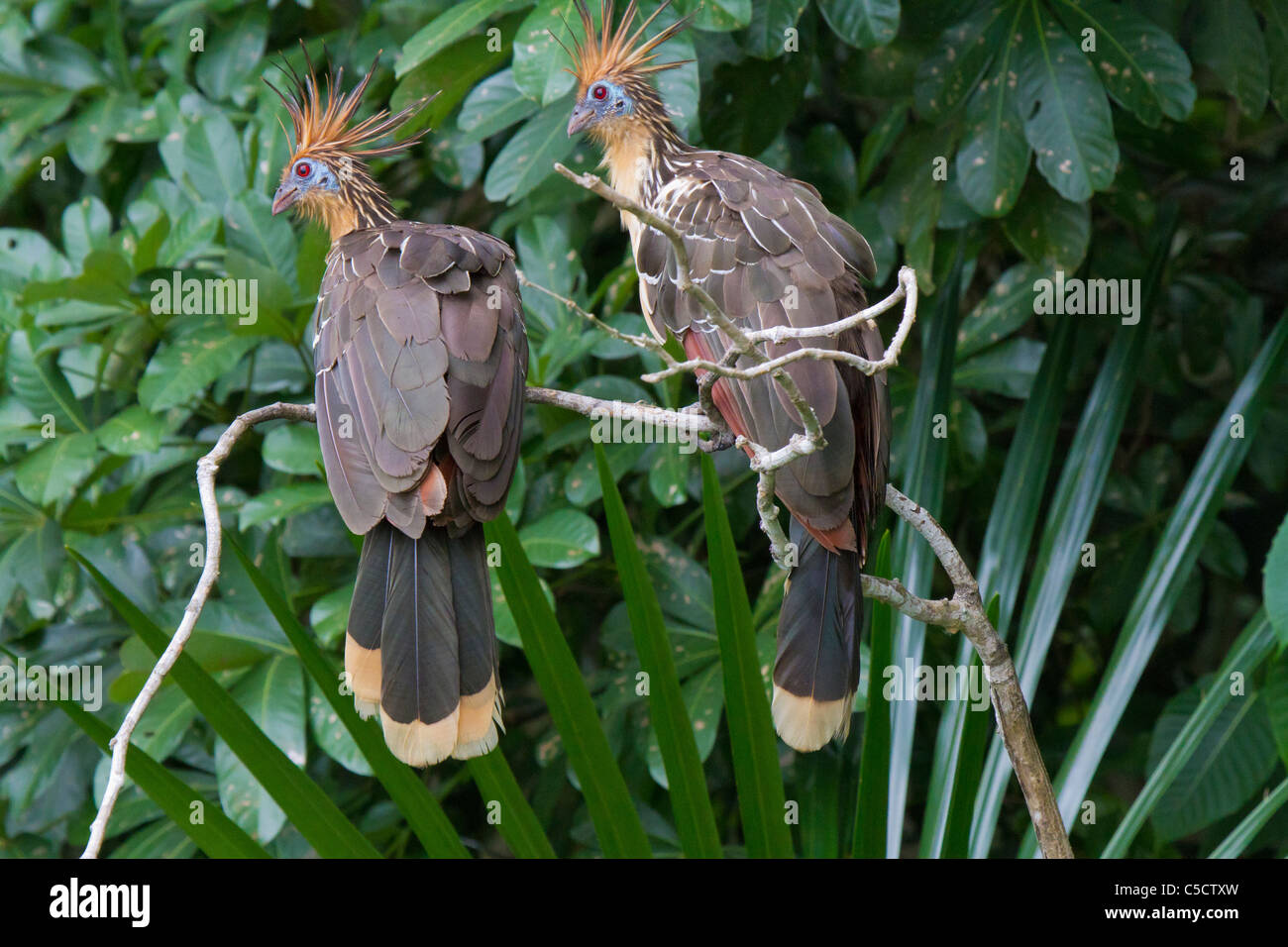 Two Hoatzins perched on a branch at Lake Sandoval, Tambopata National ...