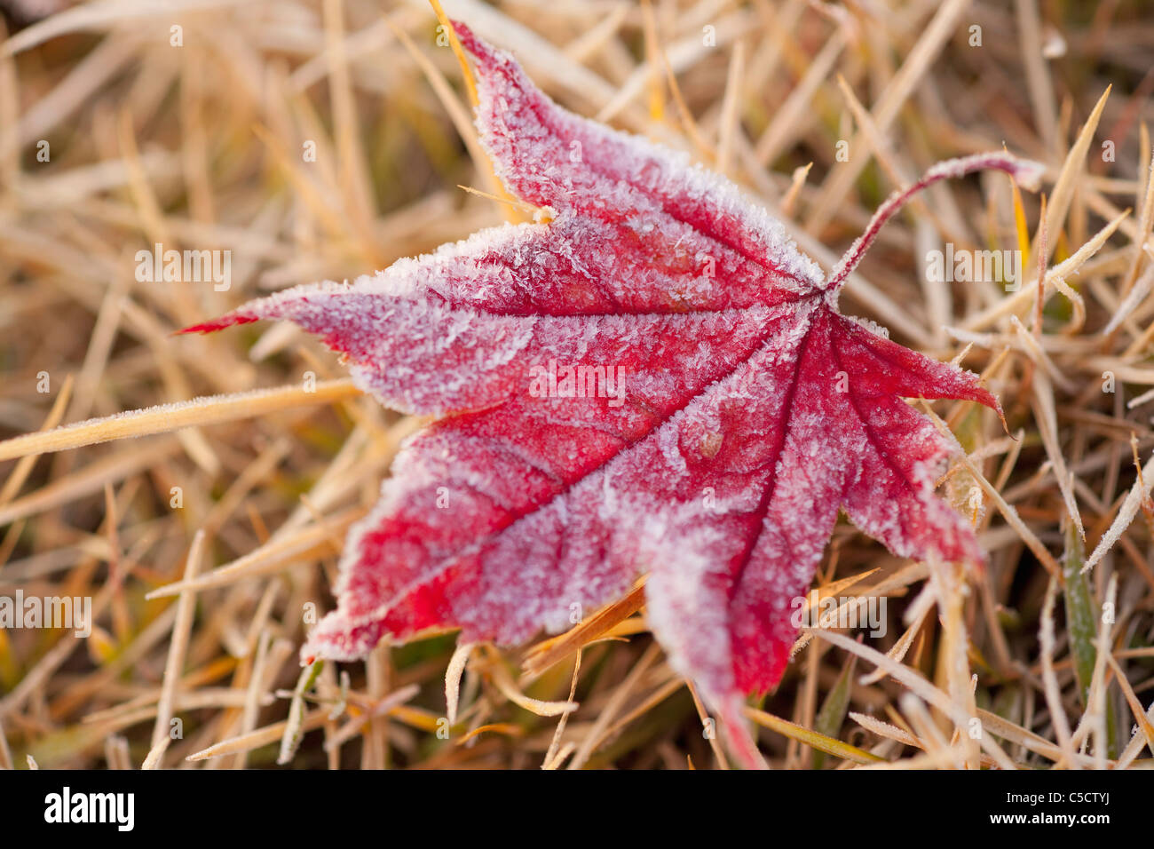 frost on maple leaf Stock Photo - Alamy