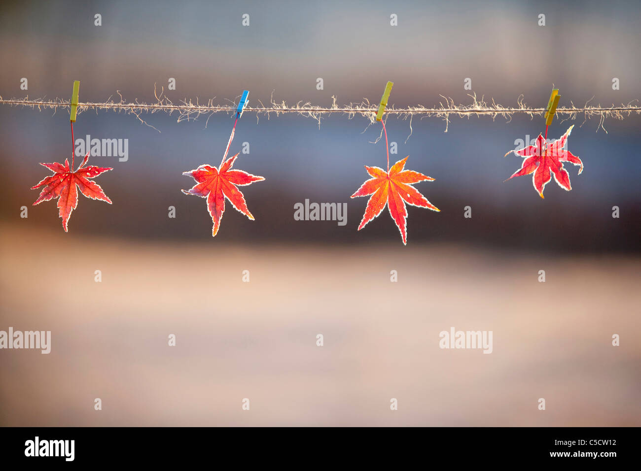 fallen leaves hanging the rope Stock Photo - Alamy