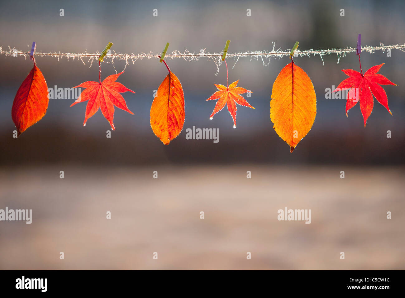 fallen leaves hanging the rope Stock Photo - Alamy
