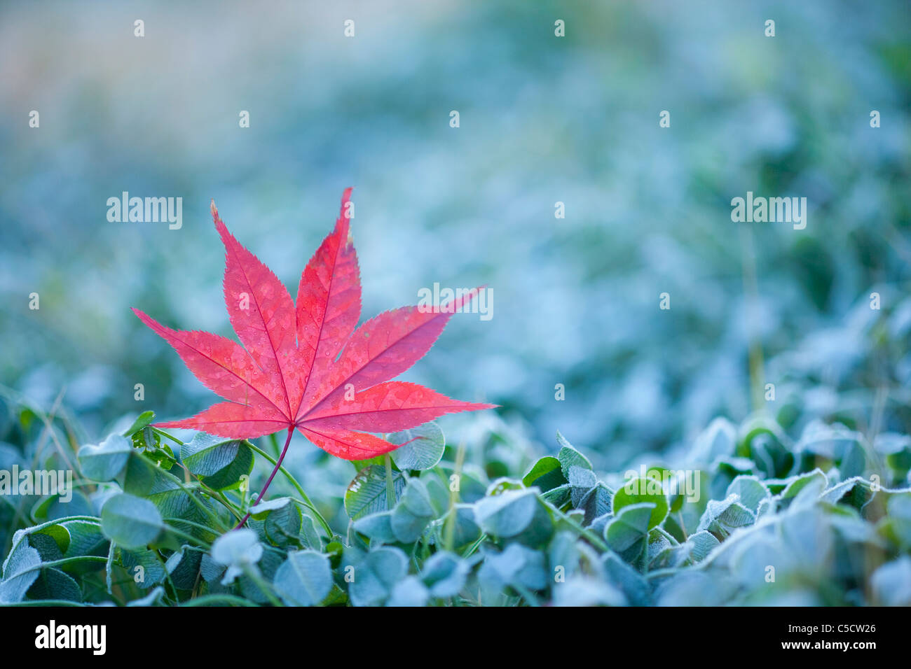 fallen leaf on the weeds Stock Photo - Alamy