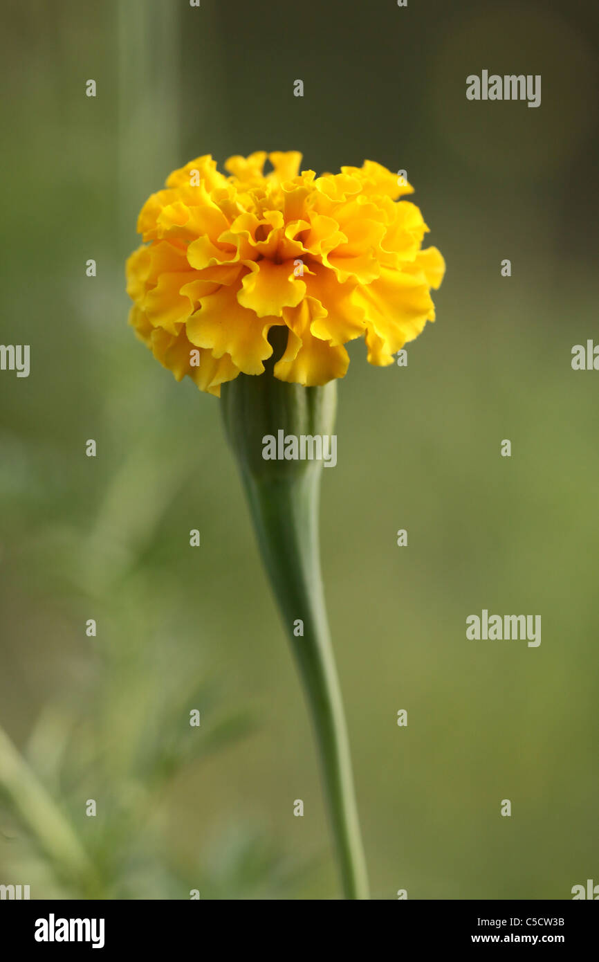 Macro shot single yellow hi-res stock photography and images - Alamy