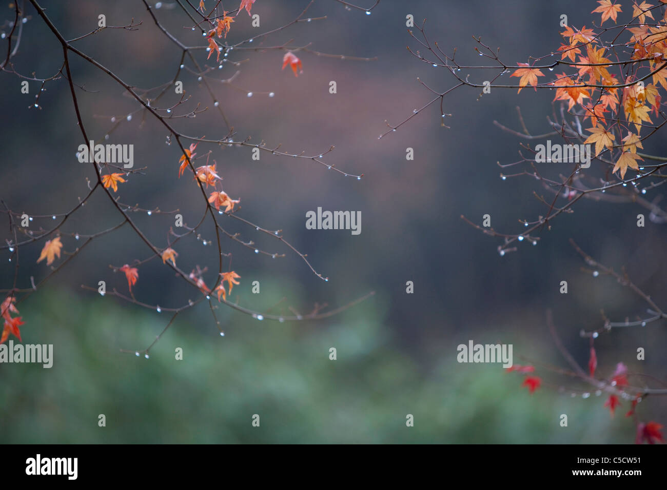 Rolling water drop hi-res stock photography and images - Alamy