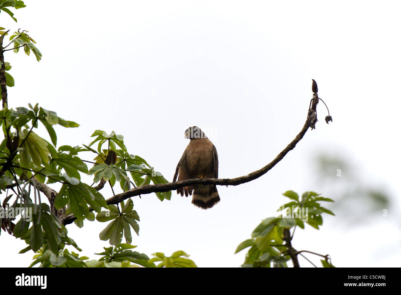 Roadside Hawk in Tambopata National Park, Peru Stock Photo - Alamy